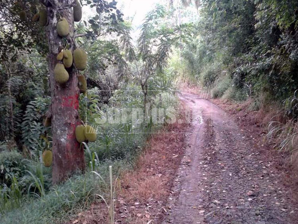 Land for sale at Digana Kandy – Surplus