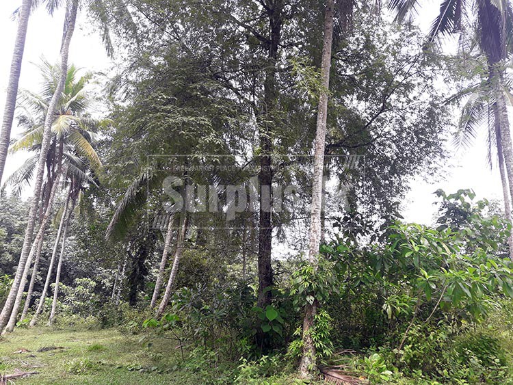 80 Perches Land for Sale in Mandawala Kirindiwela. – Surplus
